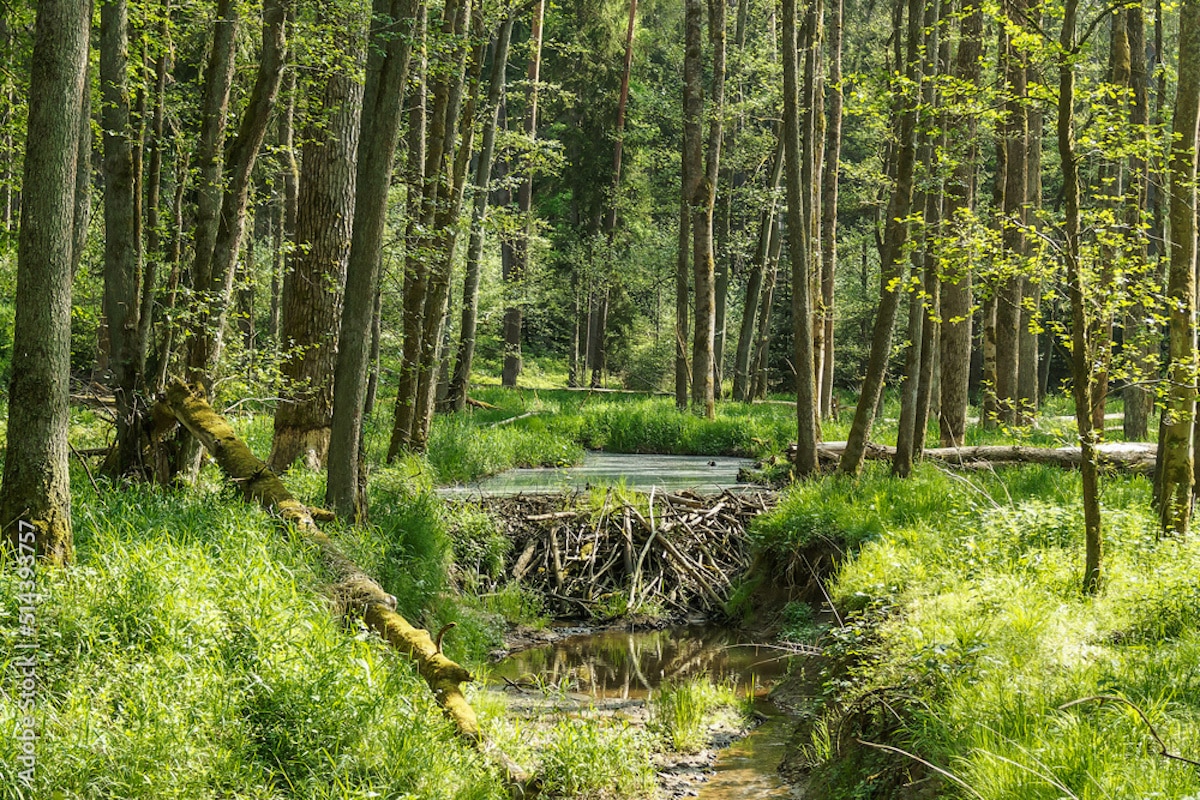 Leaky river barriers can reduce flooding. Do we thank beavers? - Inside ...