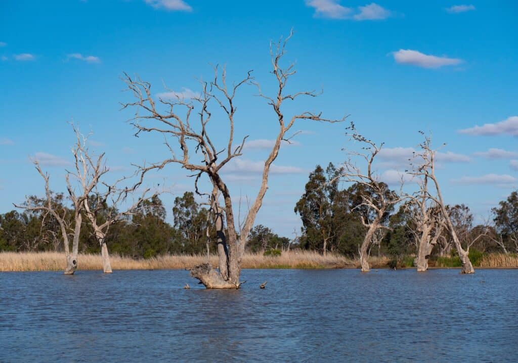 Environmental water flows central to Narran Lakes - Inside Water