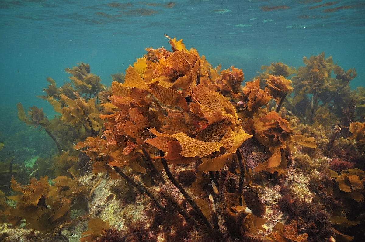 $102.5m plan launched to tackle SA algal bloom - Inside Water