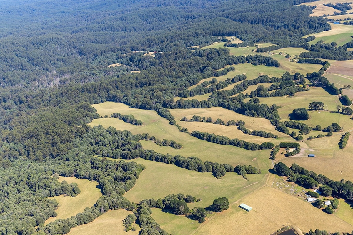 Aire River revegetation to restore native forest and biodiversity ...