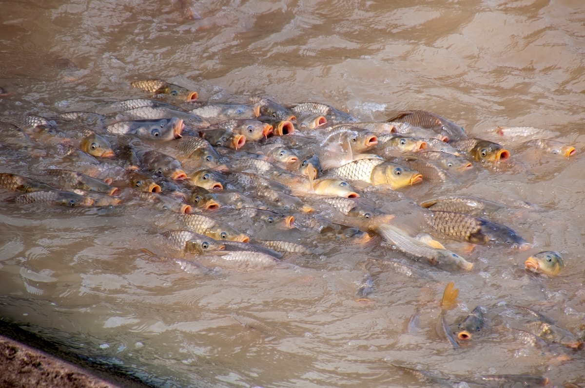 Design milestone for Menindee fish passage restoration project - Inside ...