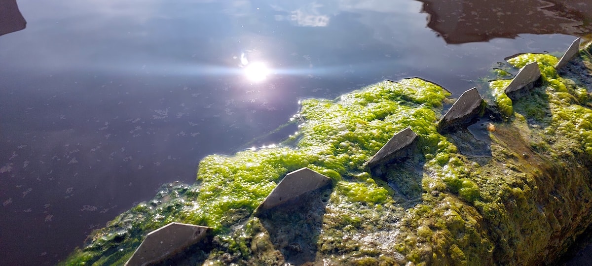 Nutrient pollution management: upgrade plants or fix farms? - Inside Water