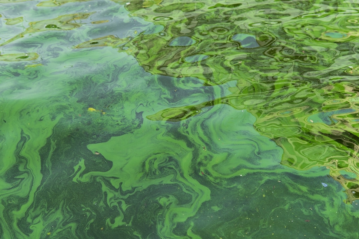 Townsville shares algal bloom expertise interstate and overseas ...