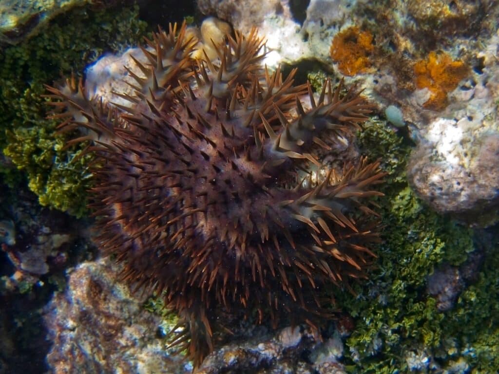 Great Barrier Reef protection receives $91.8 million funding boost ...
